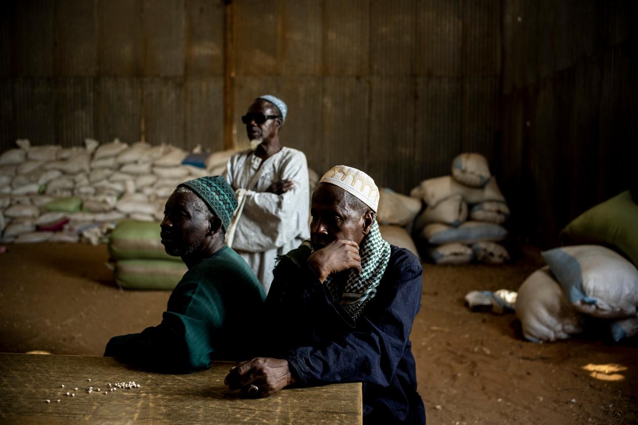 Au Sénégal, le mil, céréale millénaire et dernier rempart contre la ...