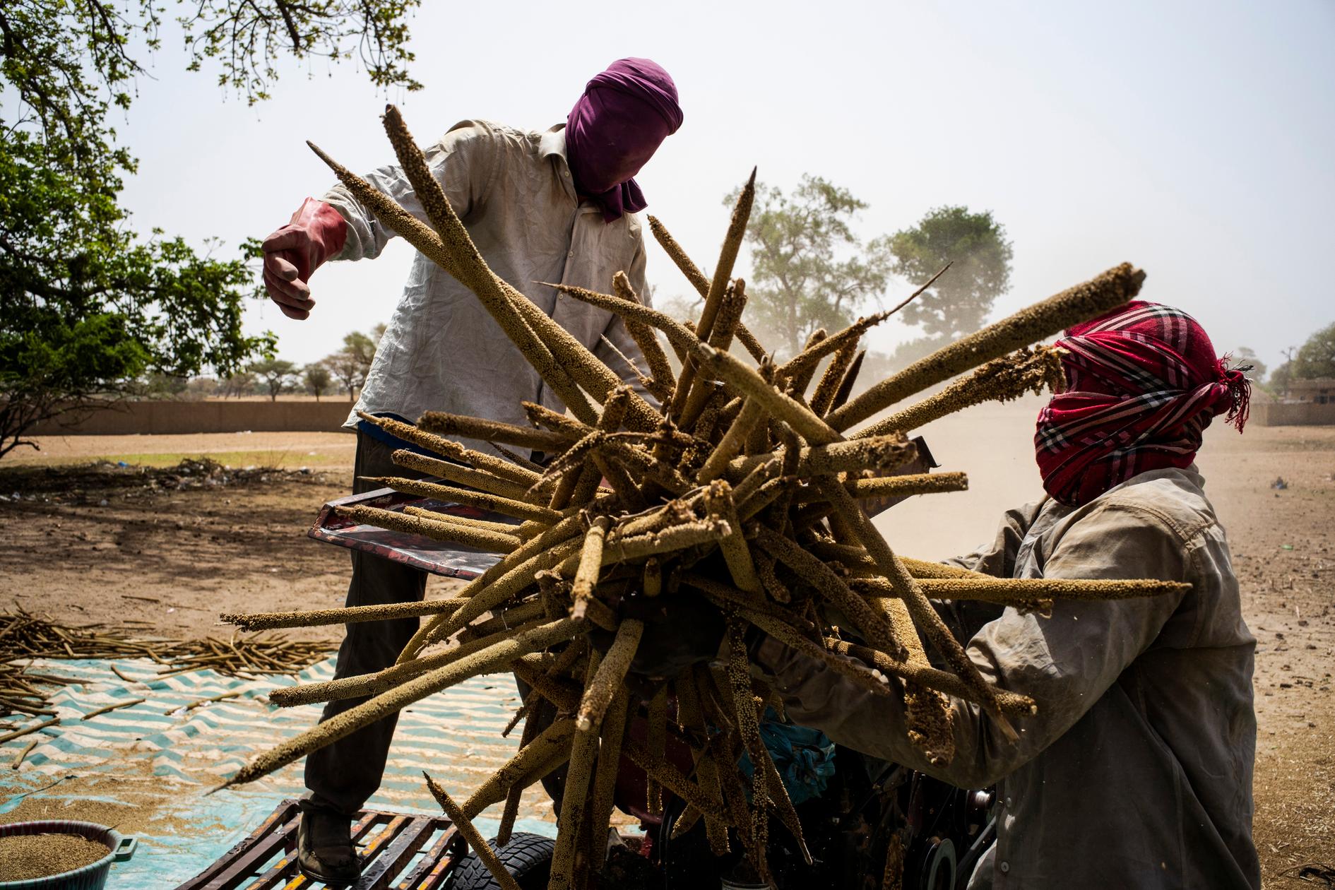 Au Sénégal, le mil, céréale millénaire et dernier rempart contre la ...