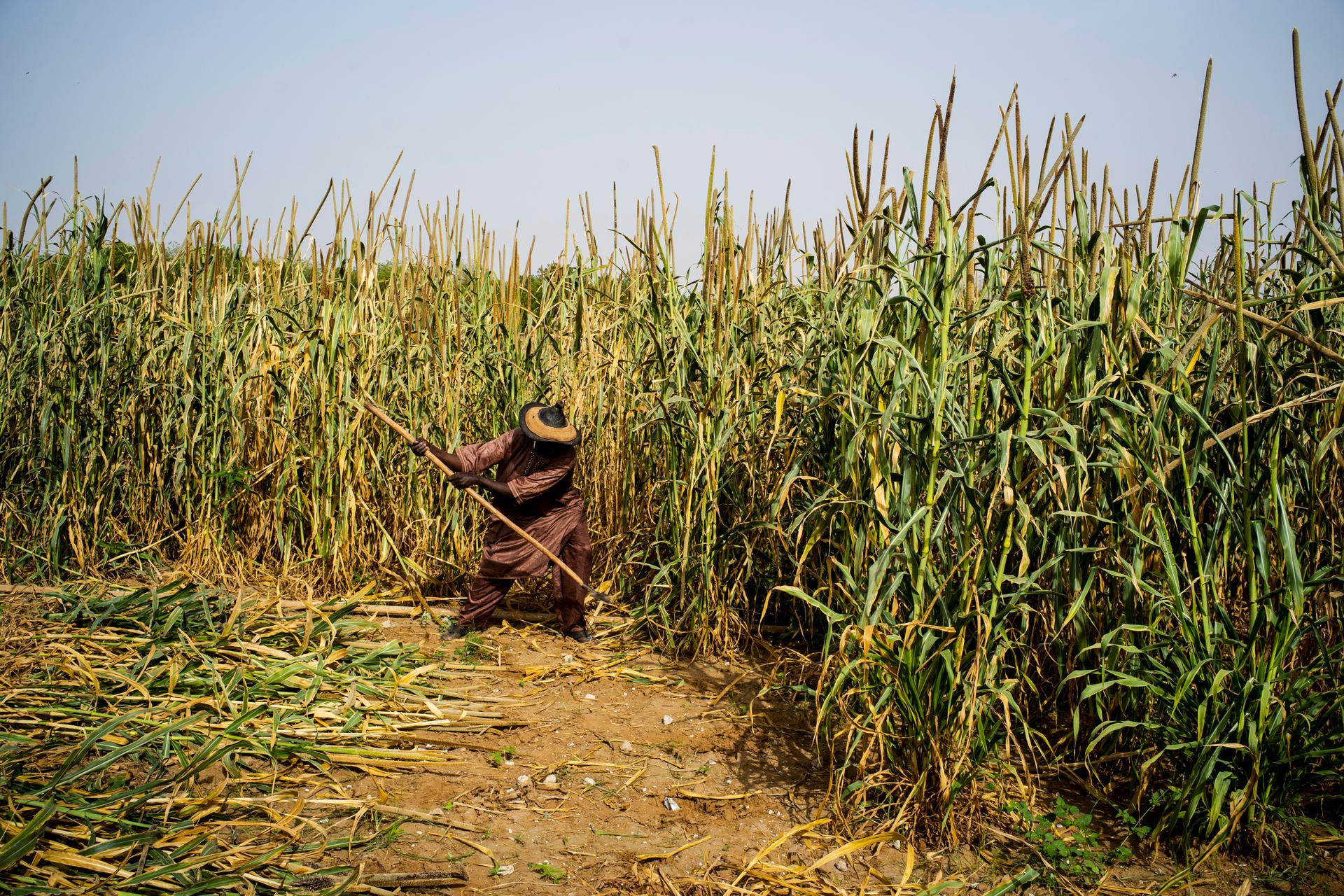Au Sénégal, le mil, céréale millénaire et dernier rempart contre la ...