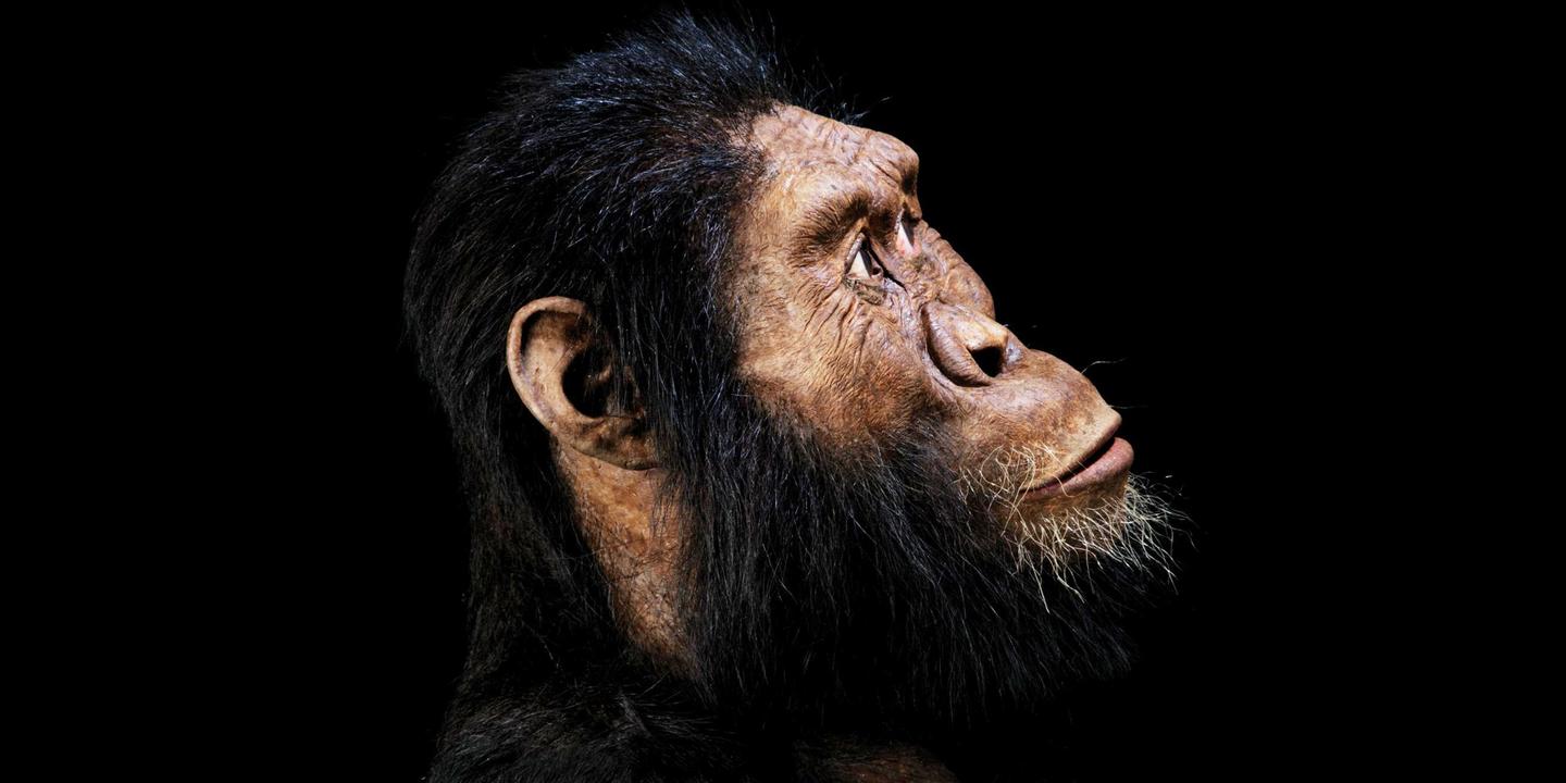 Découverte de Lucy : « Australopithecus anamensis » montre enfin son visage