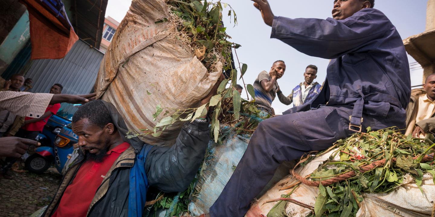 Le khat, or vert de l’Ethiopie