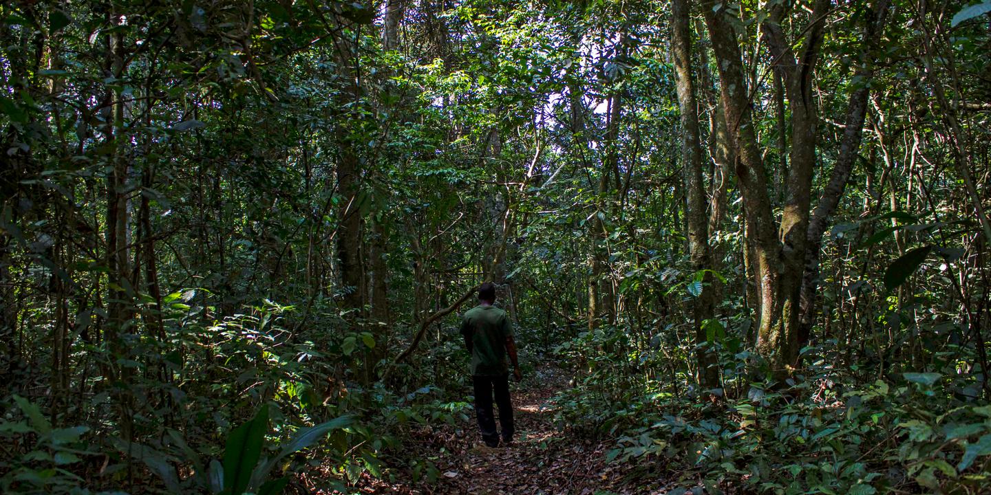 Protection des forêts : Total prié d’accorder ses actes avec ses ...
