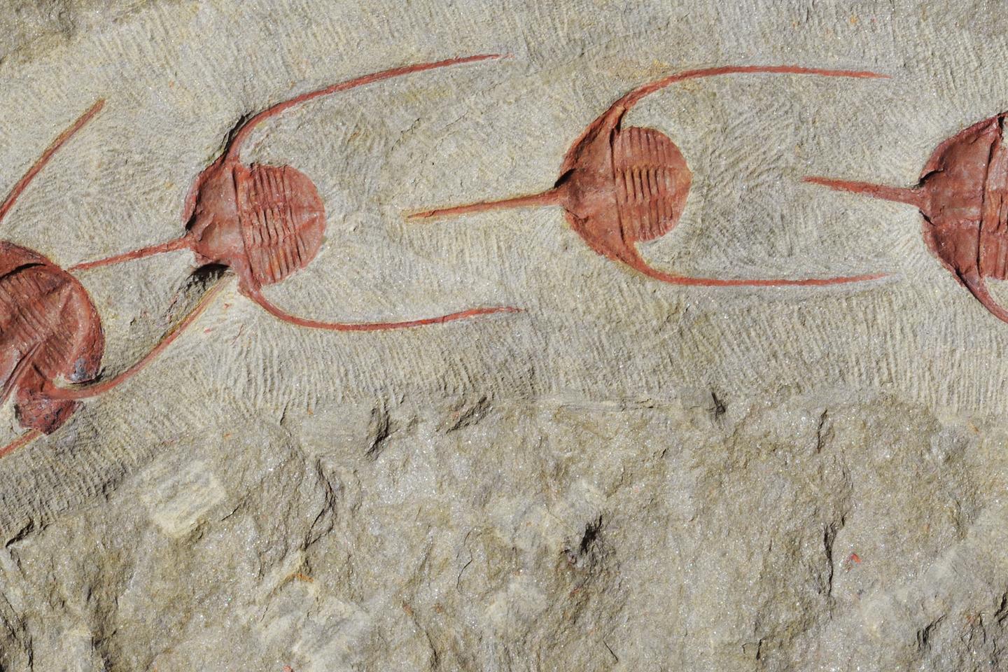 Des trilobites à la queue-leu-leu