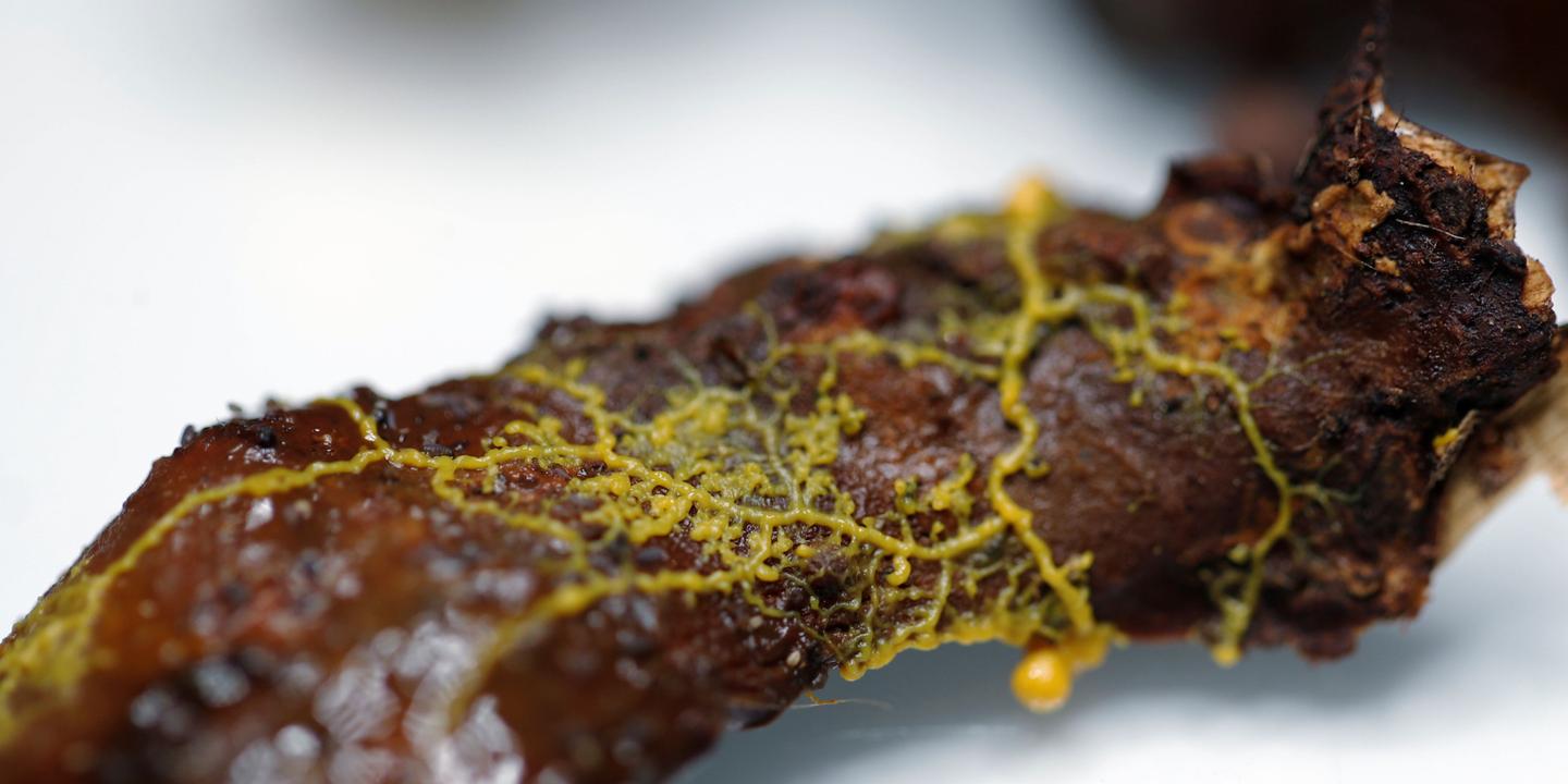 Le blob, curiosité biologique composée d’une unique cellule, sera ...