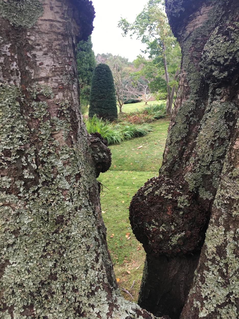 Les jardins de Pascal Cribier (de Varengeville au donjon de Vez)