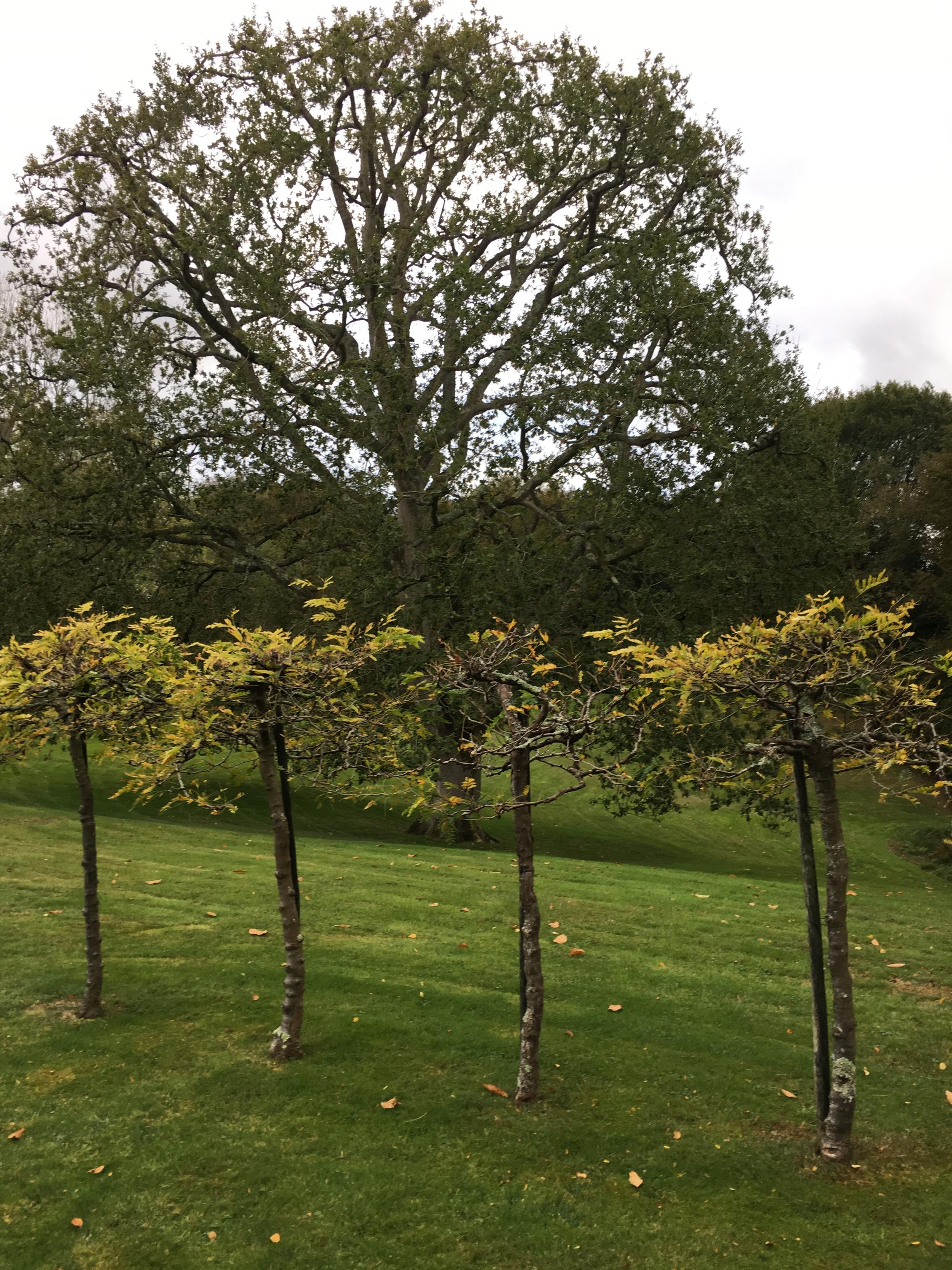 Les jardins de Pascal Cribier (de Varengeville au donjon de Vez)