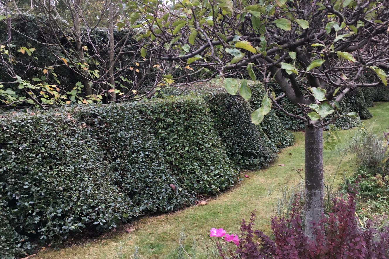 Photo Mystère #9 : Le jardin de Pascal Cribier à Varengeville