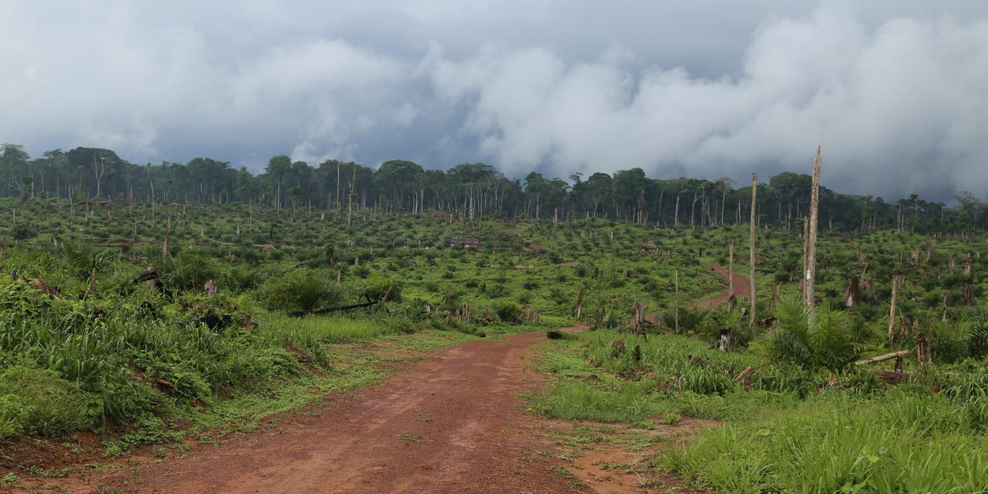 La RDC peine à protéger sa forêt tropicale, vitale pour le climat