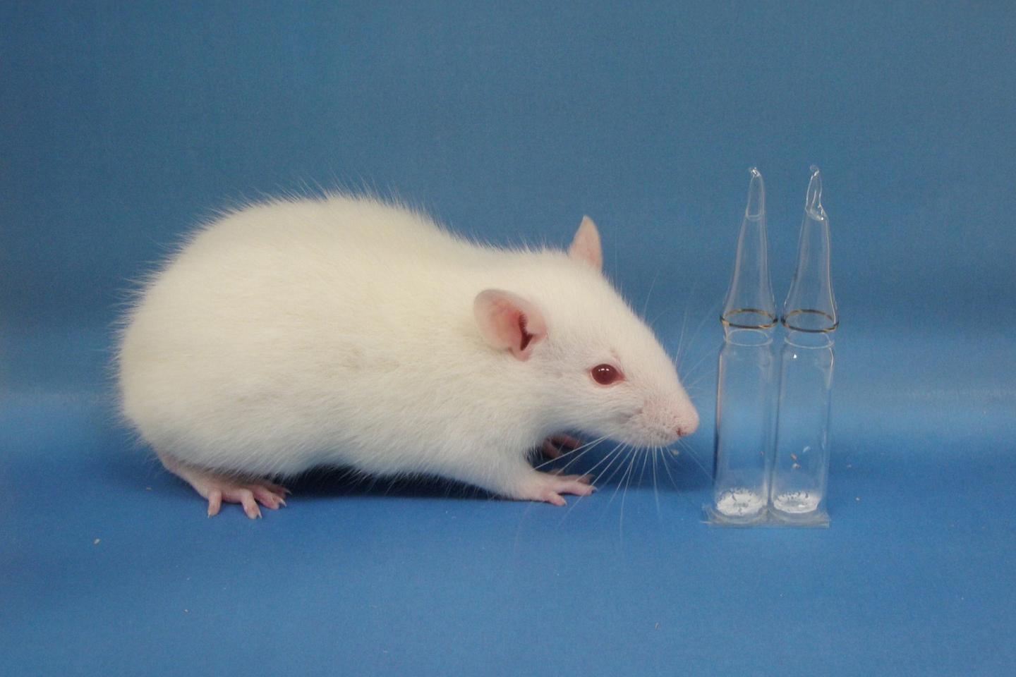 Un vaccin contre les maladies inflammatoires chez la souris