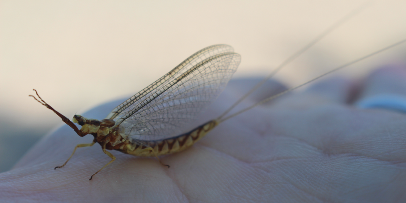 Les éphémères, insectes en perdition