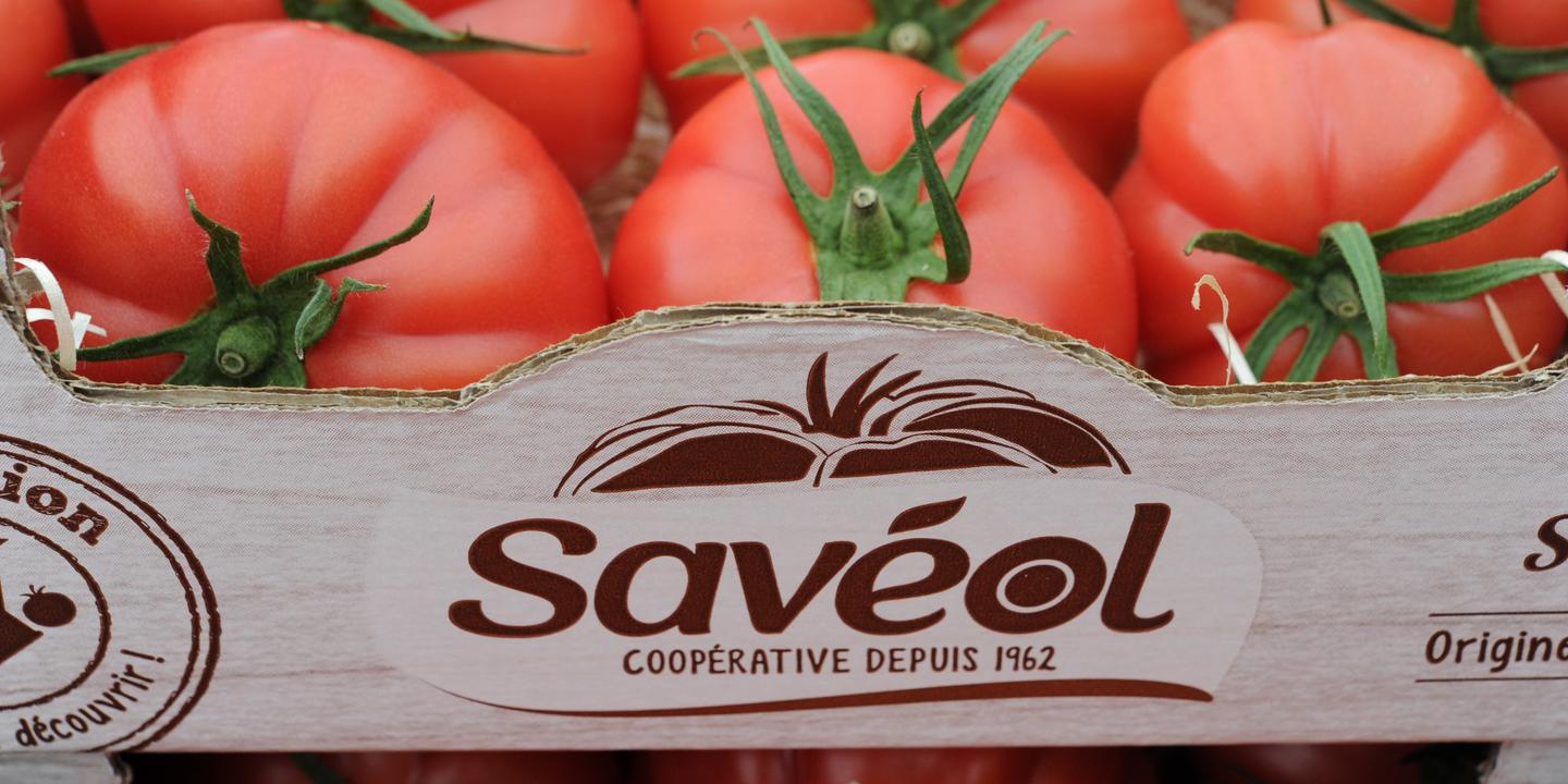 Savéol touchée par le virus de la tomate