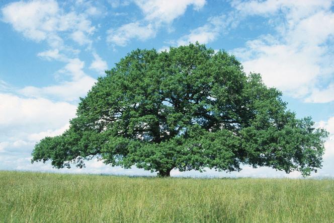 Les Arbres Un Patrimoine Remarquable