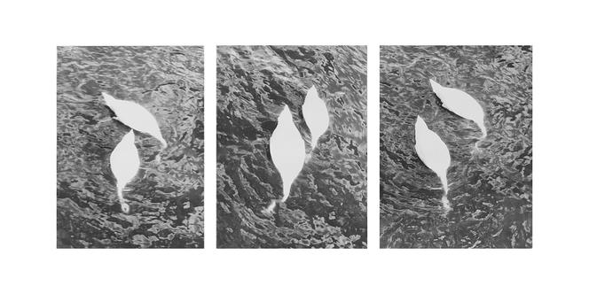 Photo : les histoires naturelles de Jochen Lempert