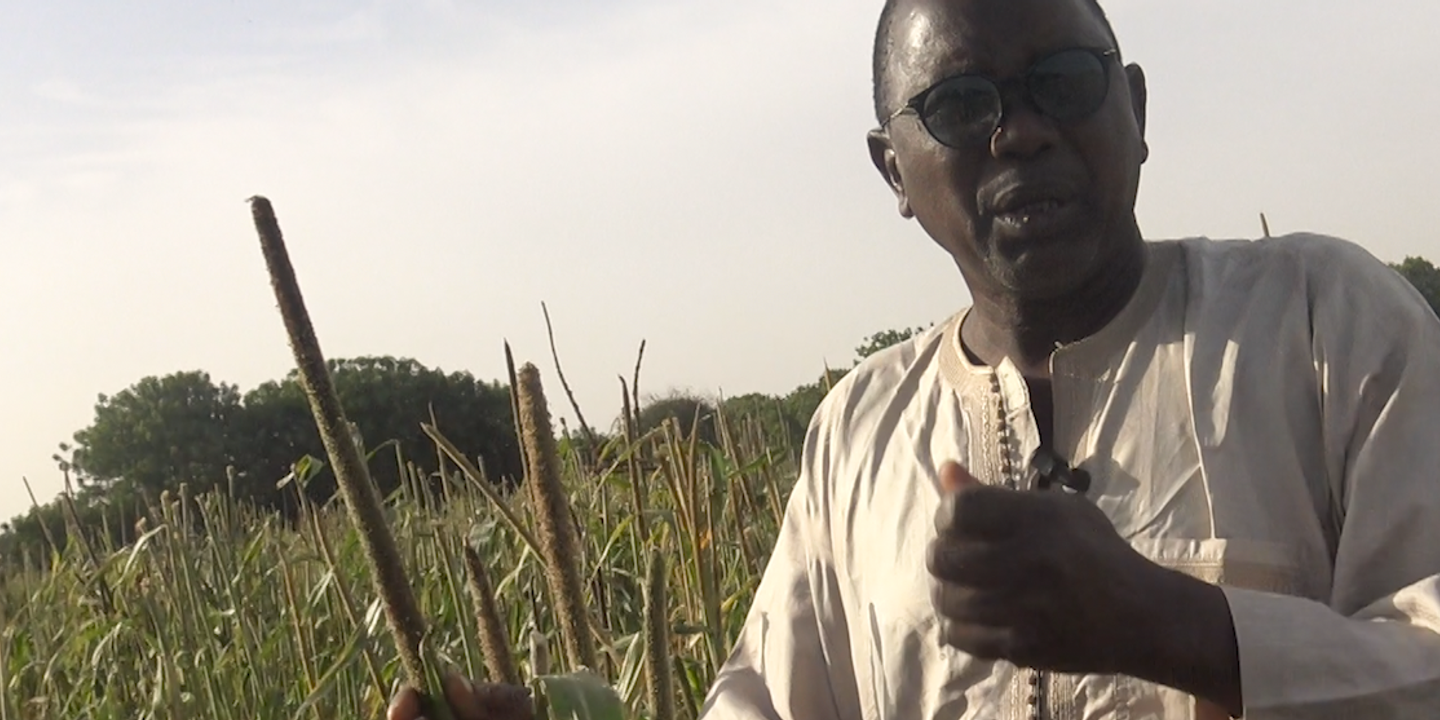 Plan B : au Sénégal, on crée un mil plus résistant à la sécheresse