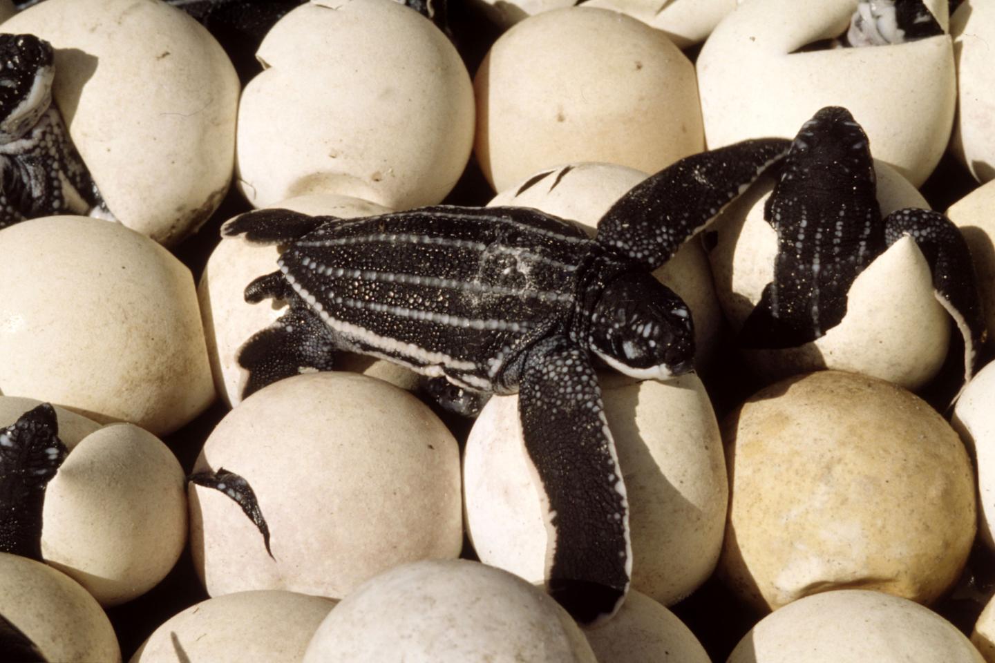 Quatre-vingt-dix œufs de tortue luth découverts en Equateur