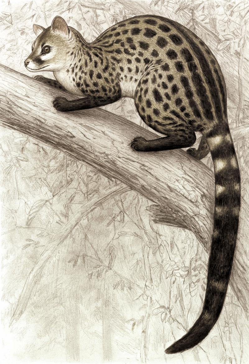 La genette, espèce menacée, réapparaît en Algérie