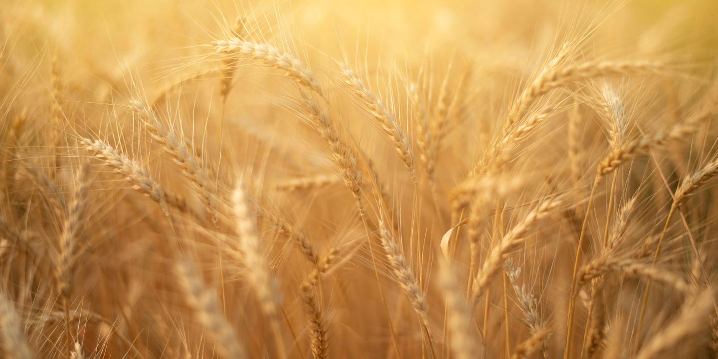 Blé dur : la filière française fragilisée