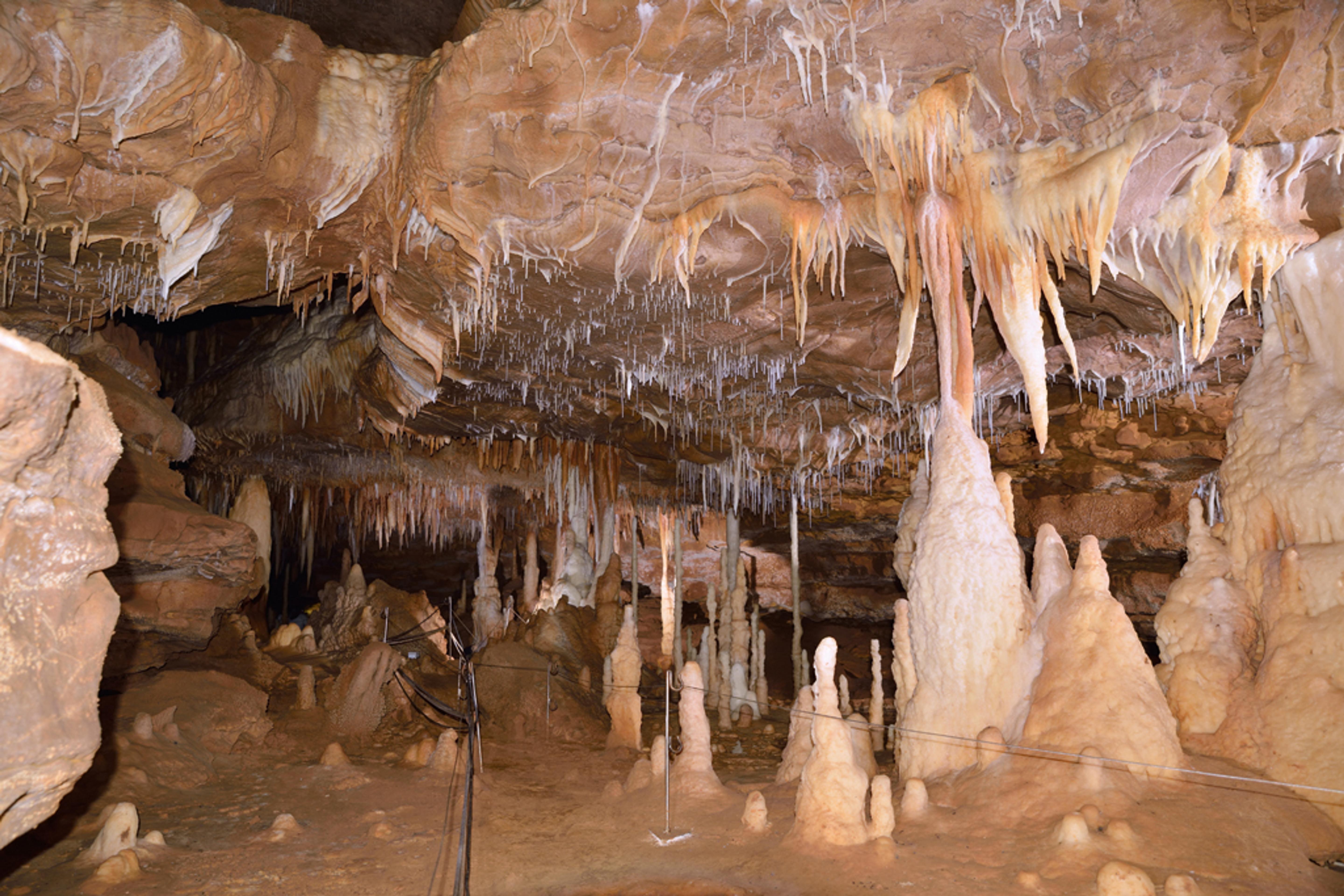 La grotte de Cussac, temple artistique et crypte funéraire de la ...
