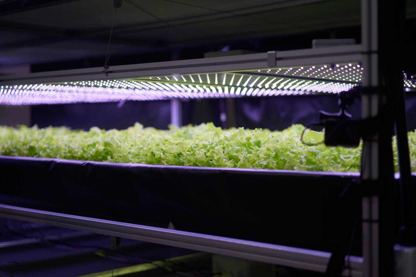 La plus grande ferme verticale d’Europe inaugurée au Danemark