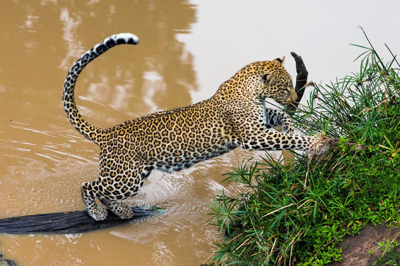 « La Panthère », sur Arte : un « Livre de la jungle » grandeur nature
