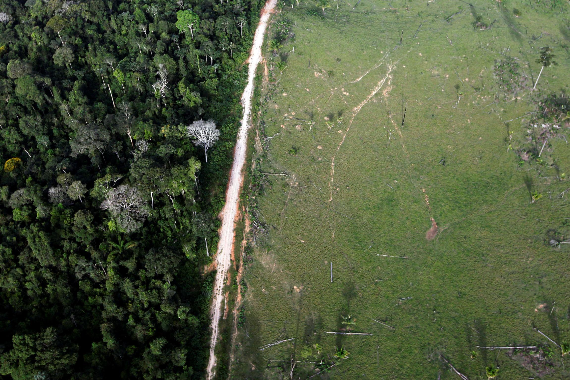 Les fronts de la déforestation se multiplient sur la planète