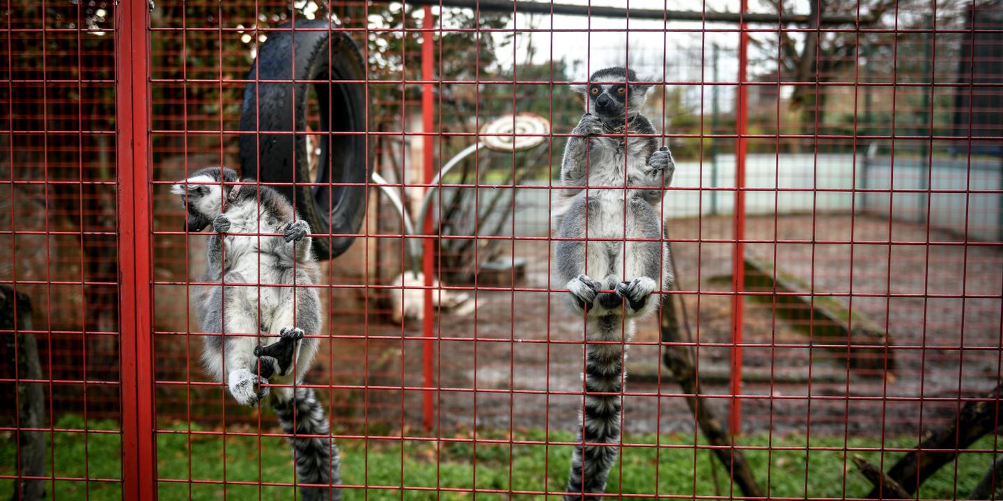 Au Johnny Circus, « 90 % de notre spectacle, ce sont les animaux