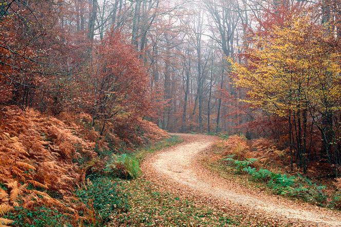 Researchers challenge idea of underground tree communication in forests
