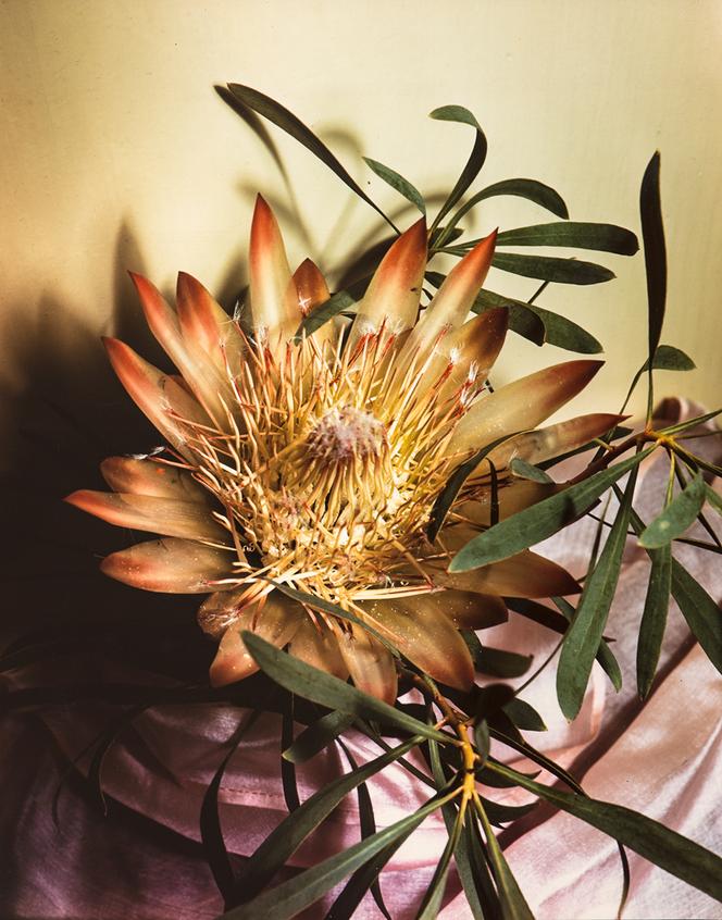 La photographe Imogen Cunningham, un œil à tout faire