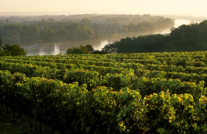 Vins rouges de Loire : la sélection du « Monde