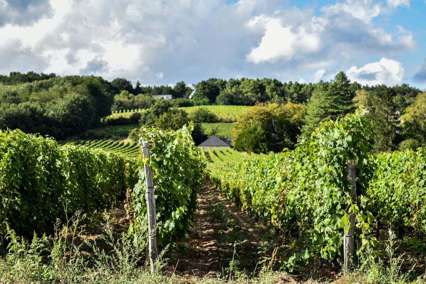 Vins rouges de Loire : la sélection du « Monde