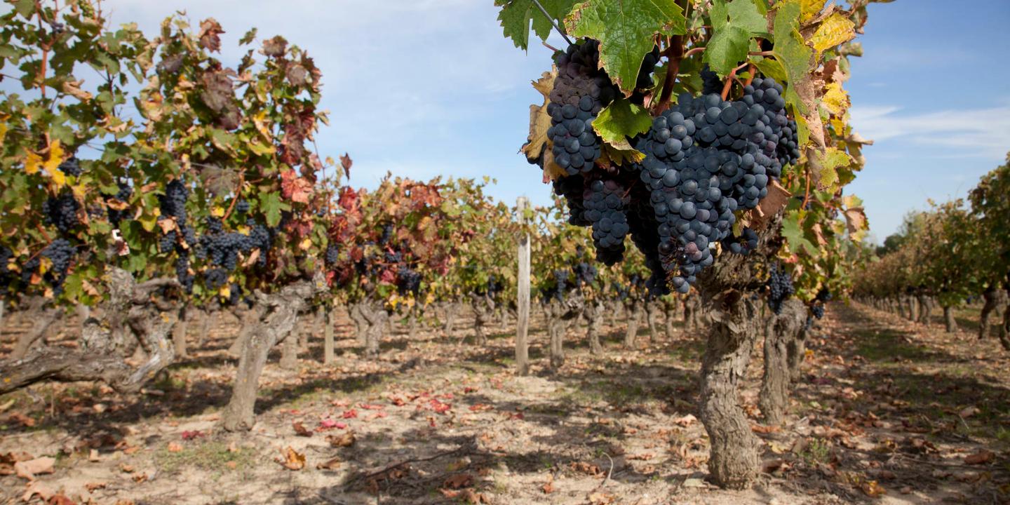 Agriculture : « Ne cédons pas à la tentation d’irriguer la vigne