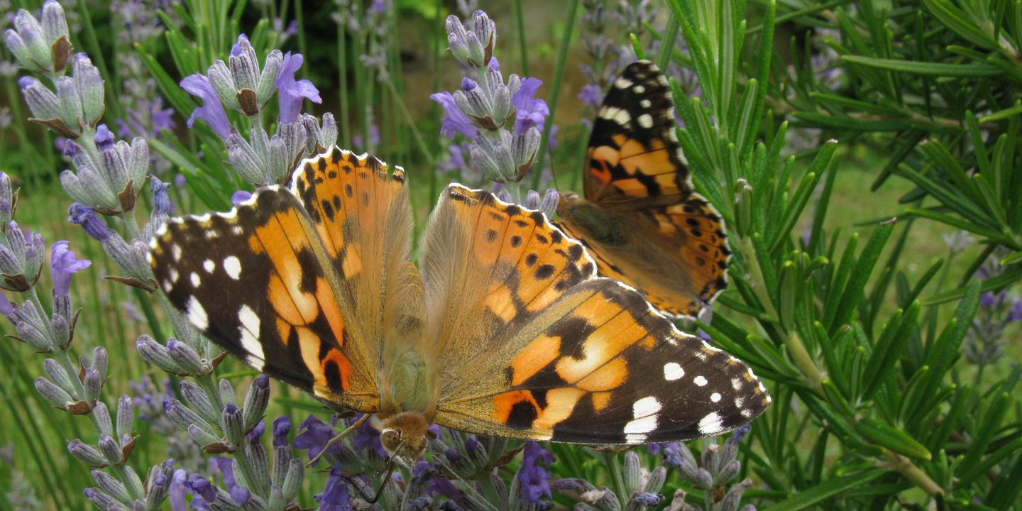 Opération papillons : un observatoire citoyen pour recenser les ...