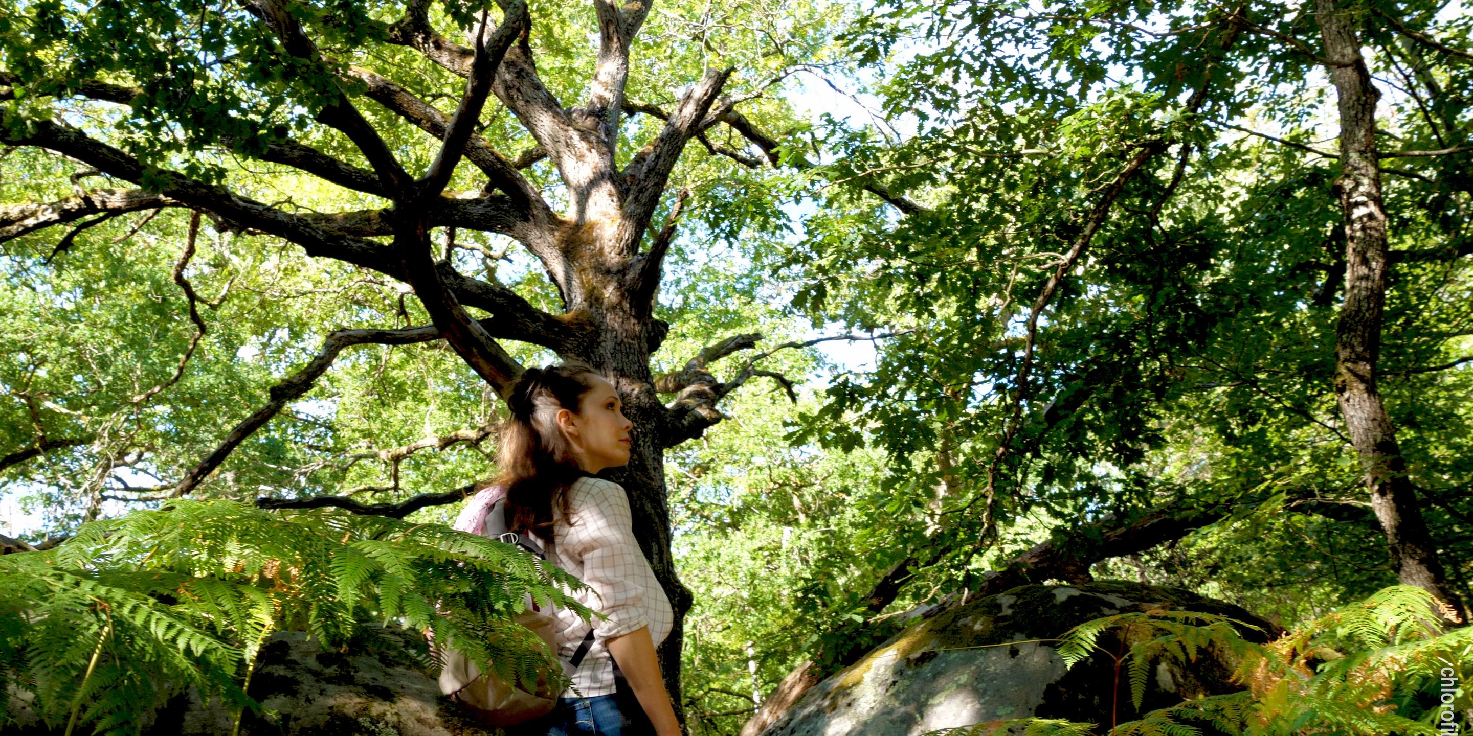 Fontainebleau, cinq raisons d’y aller (encore)