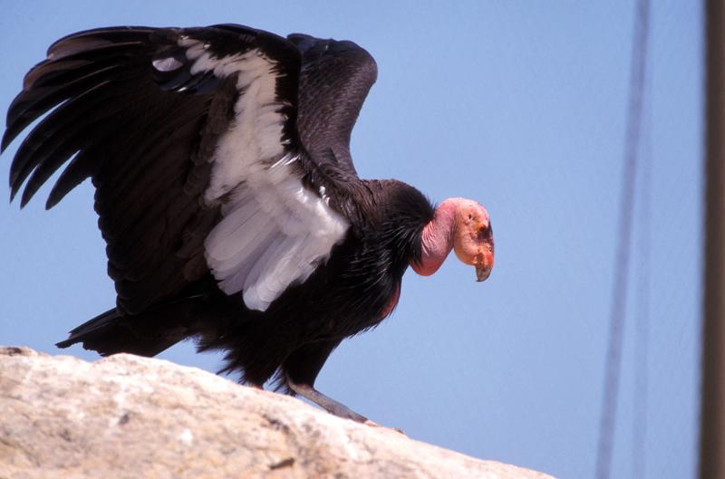 Le retour gagnant du condor de Californie