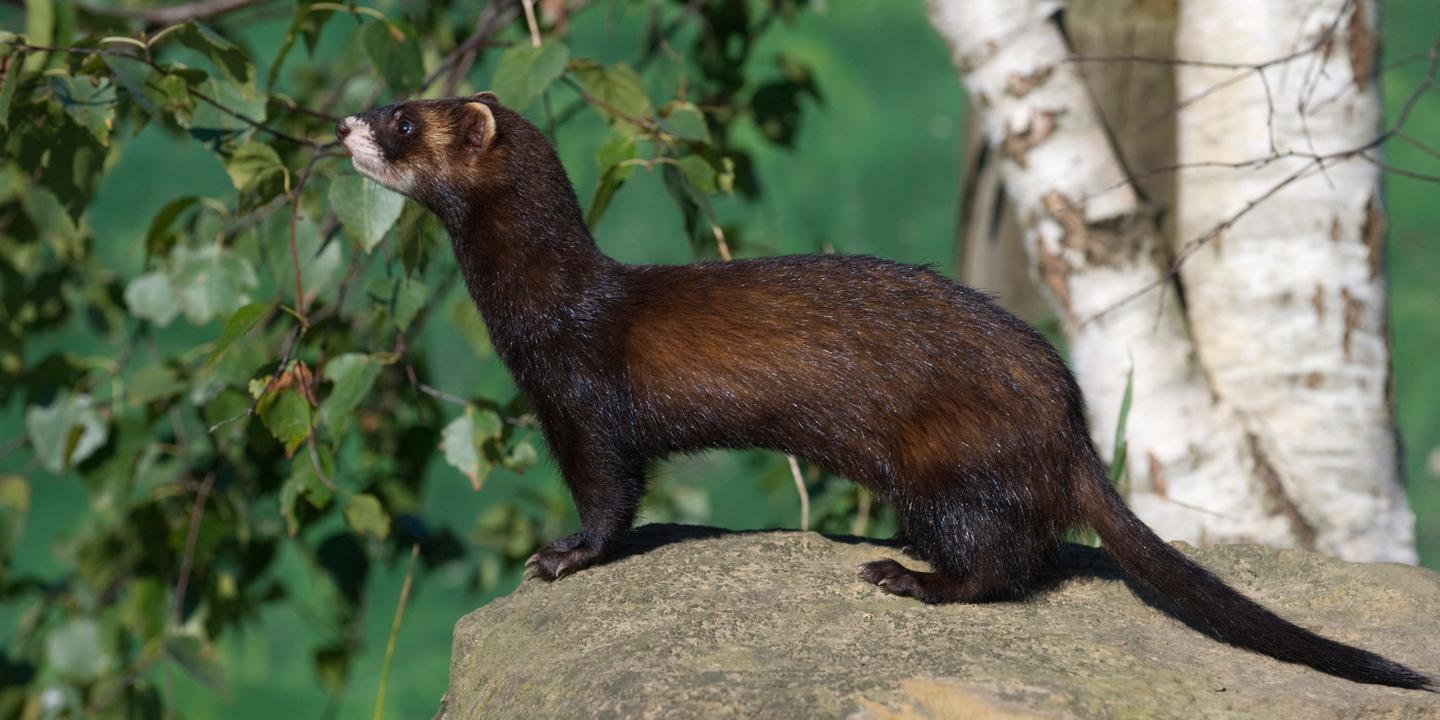 Biodiversité : « Il faut inscrire le putois sur la liste des animaux ...