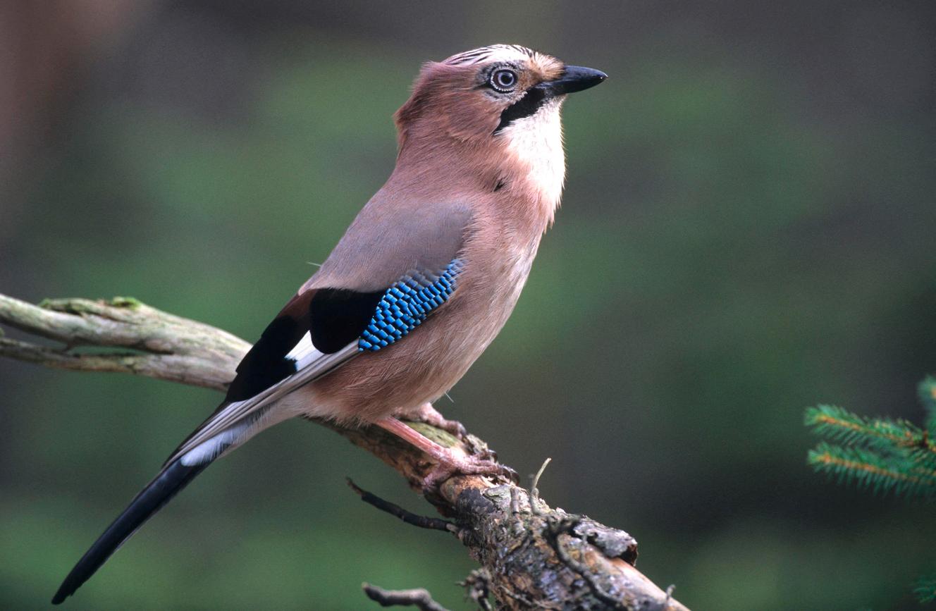 Le geai des chênes impassible face aux tours de passe-passe des ...