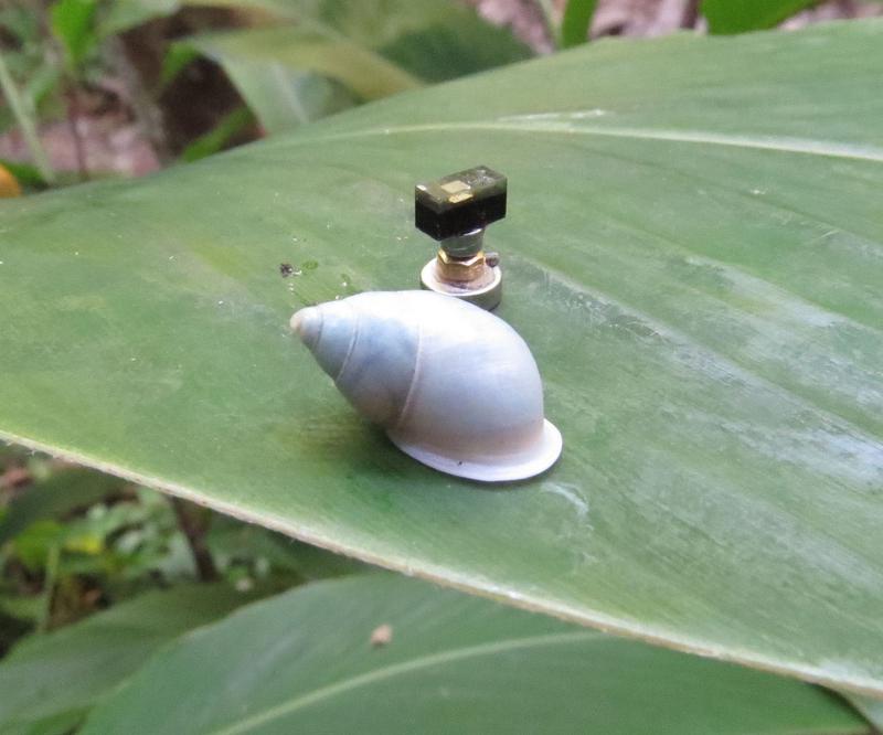 Comment l’escargot « Partula hyalina » a évité l’extinction… et comment le plus petit ordinateur ...