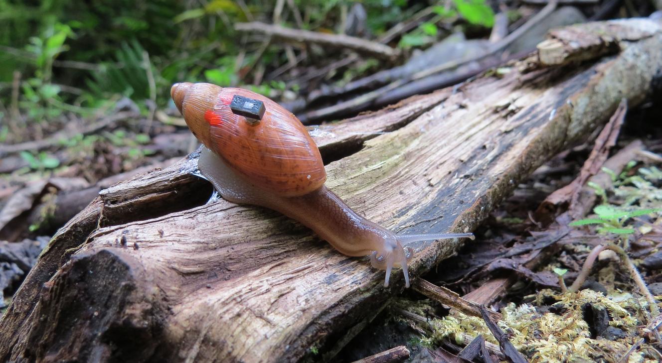 Comment l’escargot « Partula hyalina » a évité l’extinction… et comment ...