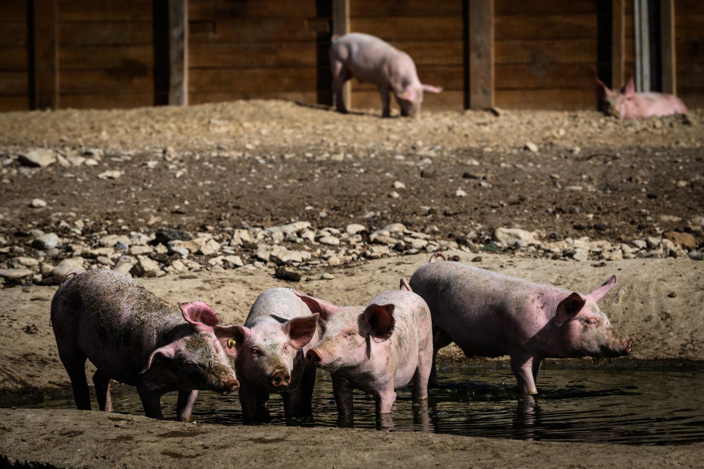 Matières premières : « Mise à pied du porc castré
