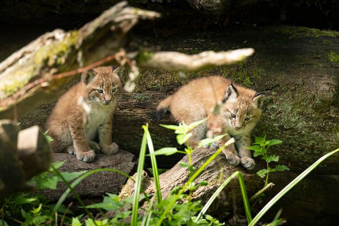 Lynx at high risk of (re-)disappearing from France, study says