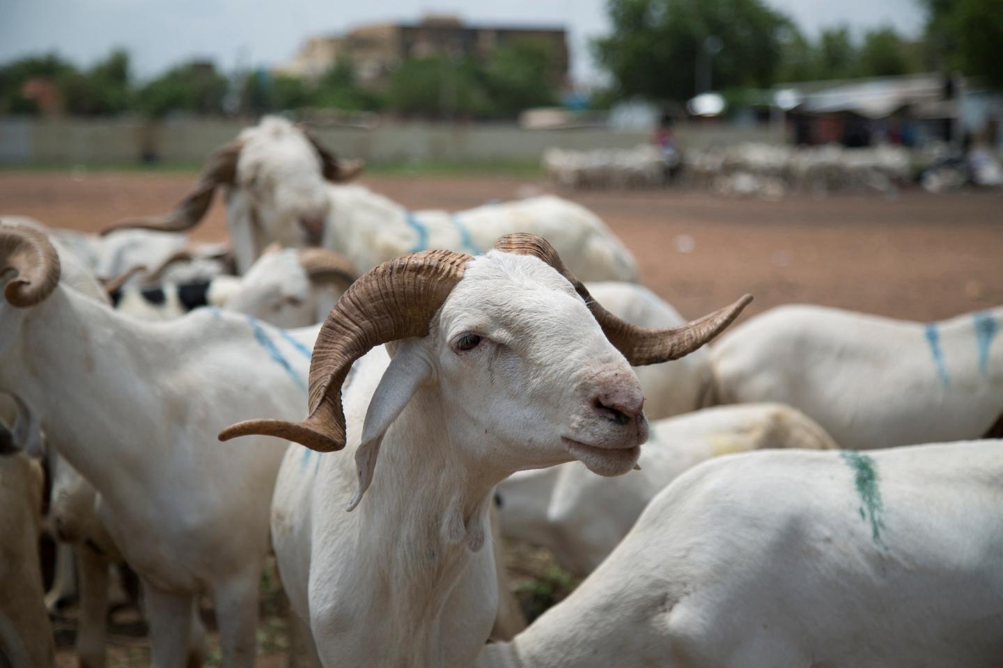 Tabaski : au Sahel, le commerce de moutons mis en péril par la ...