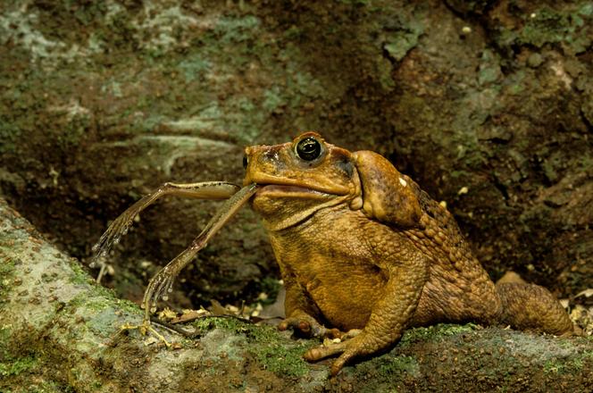 L’incroyable histoire du crapaud-buffle d’Australie, devenu cannibale ...
