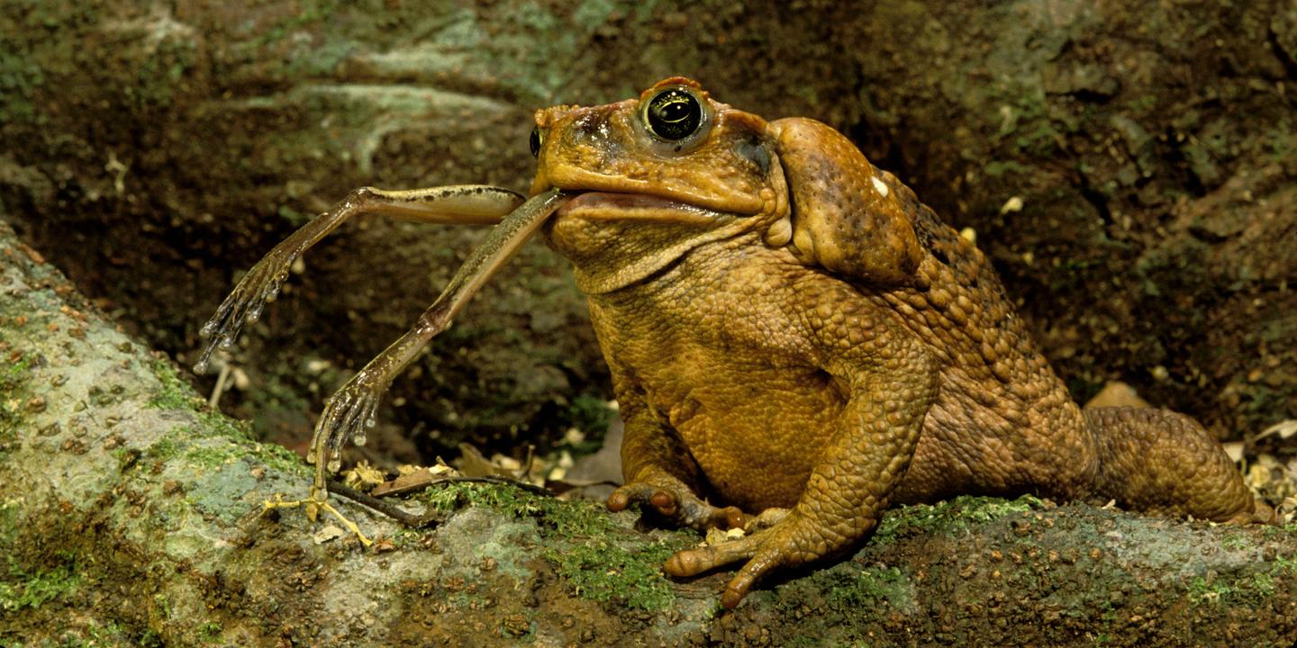 L’incroyable histoire du crapaud-buffle d’Australie, devenu cannibale ...