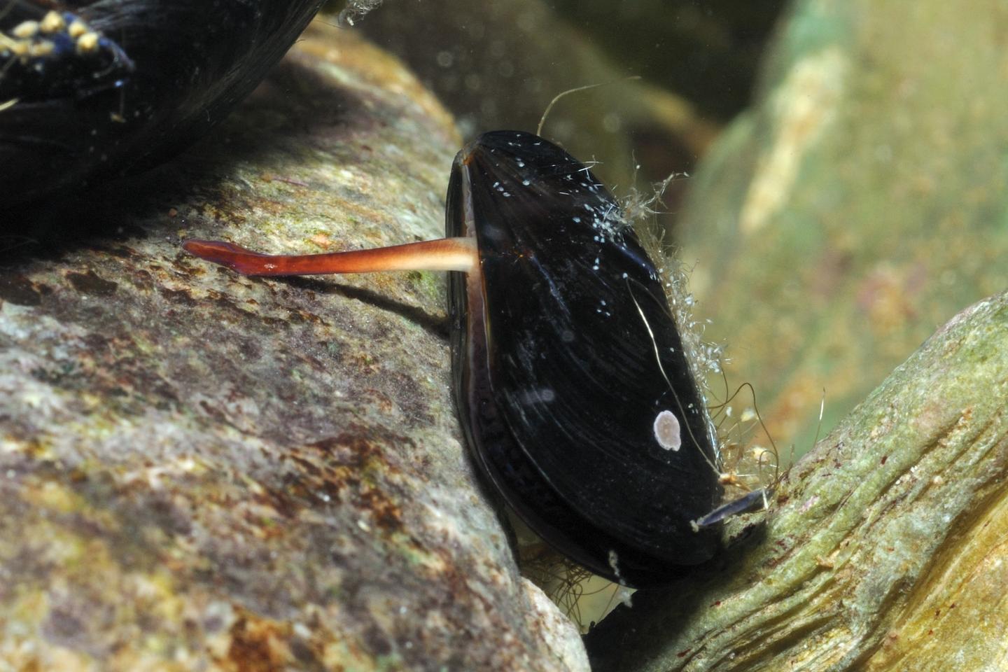 The super 'Super Glue' of mussels finally explained