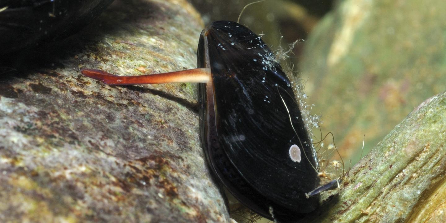 The super 'Super Glue' of mussels finally explained