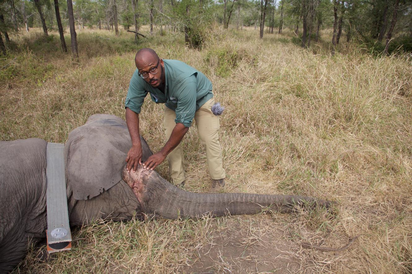 Les éléphants sans défenses devant la guerre