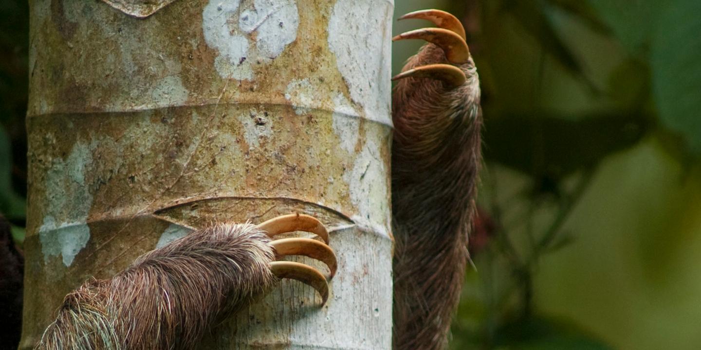 Guyana: discovery of a giant lazy fossil, “an extinct megafauna” for ...
