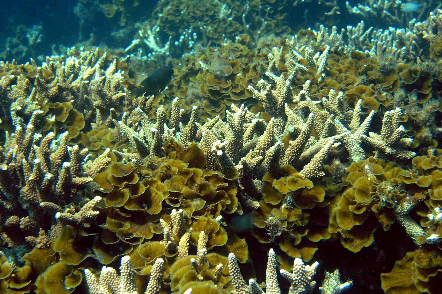 Coraux : en Australie, le blanchissement a atteint 98 % de la Grande ...