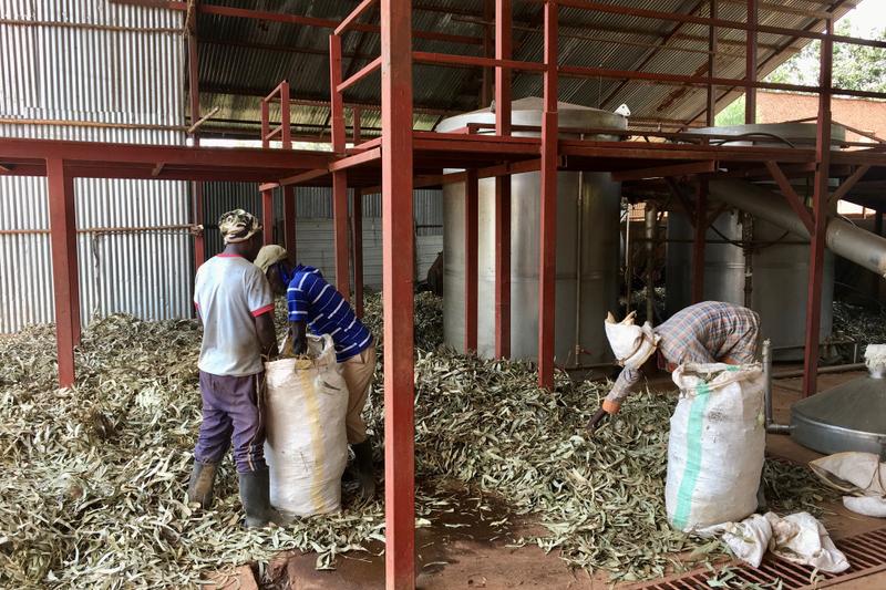 Au Rwanda, les huiles essentielles pour accroître les revenus issus de ...