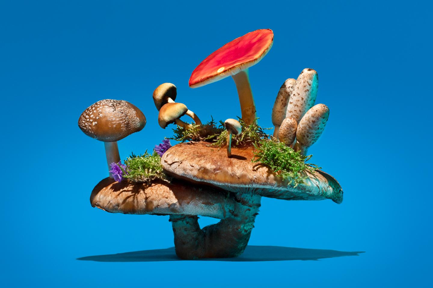 Les champignons vont-ils sauver le monde